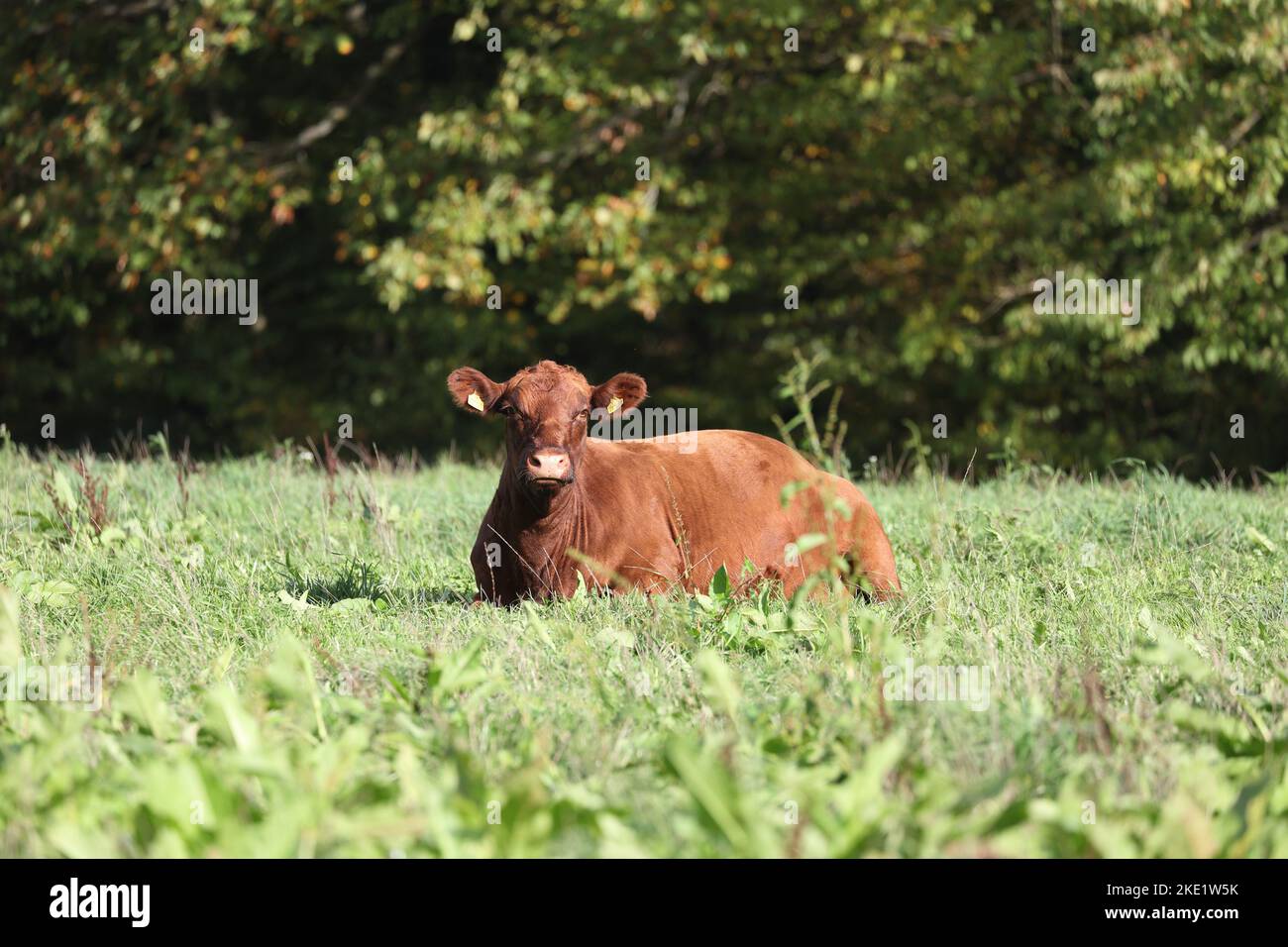 angus cows grassing on a meadow with green grass Stock Photo - Alamy