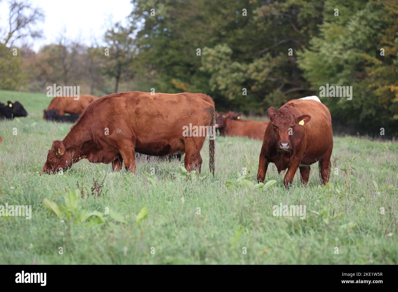 Grassing cow hi-res stock photography and images - Alamy
