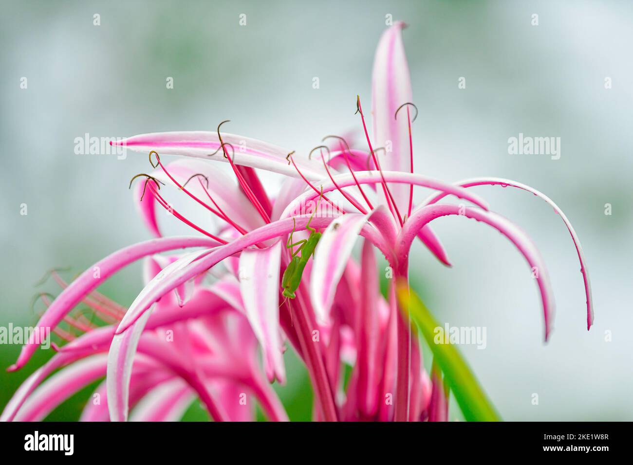 Mantis hiding flower hi-res stock photography and images - Alamy