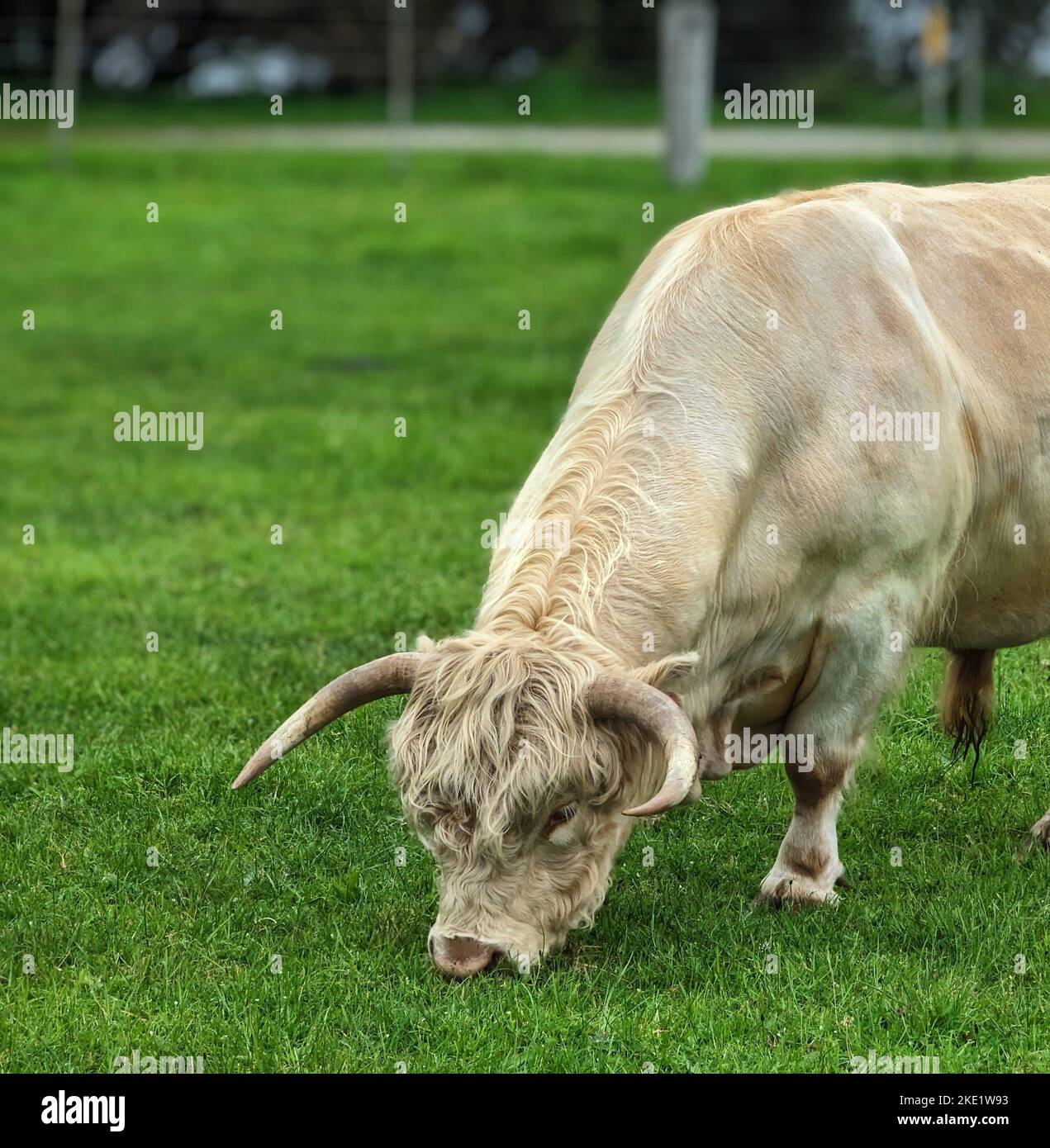 A Charolais cattle standing on the green grass Stock Photo - Alamy