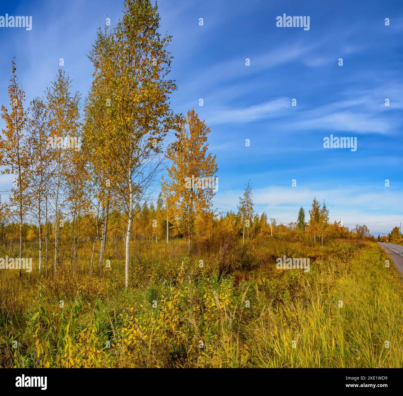 Autumn landscape of the Sablinsky Reserve in the Leningrad Region Stock ...