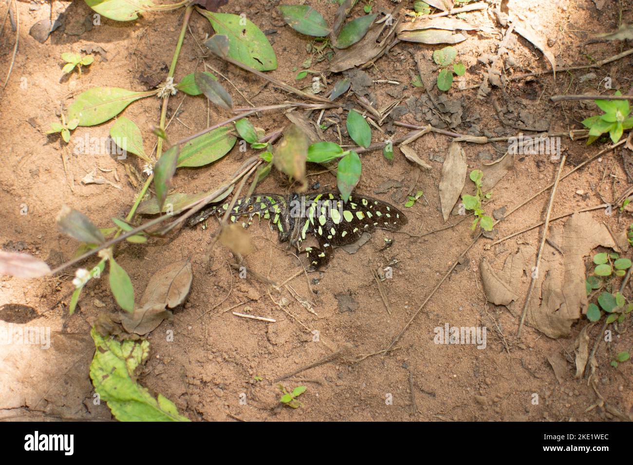 Ferocious insects hi-res stock photography and images - Alamy
