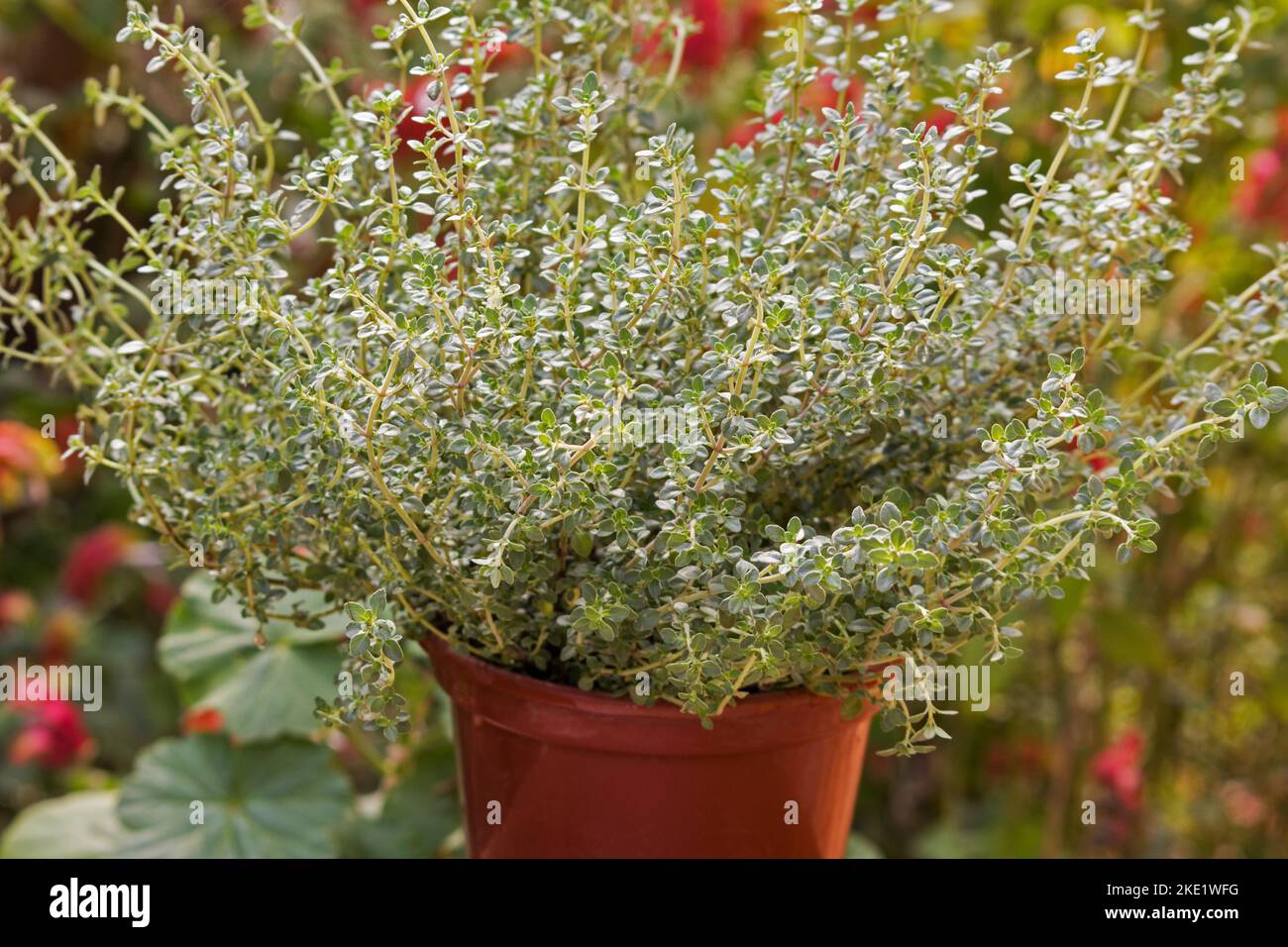 Thymus vulgare, Thyme, herb, plant, garden Stock Photo - Alamy