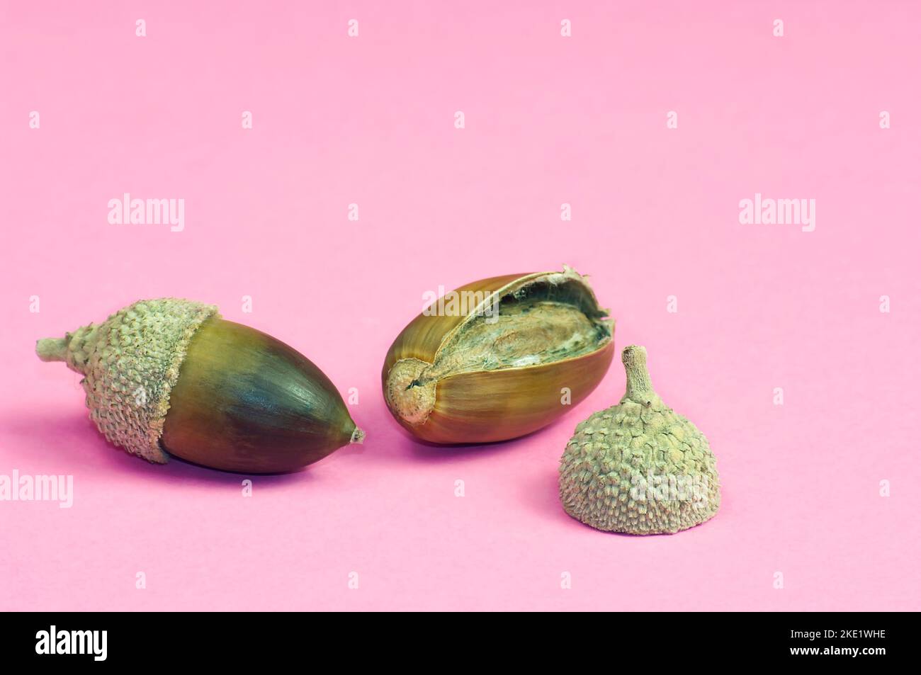 Very nutritious and natural fall season acorns Stock Photo - Alamy