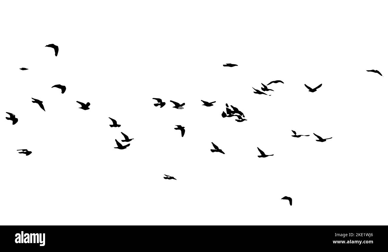 A flock of flying birds. Free birds. Vector illustration Stock Vector ...