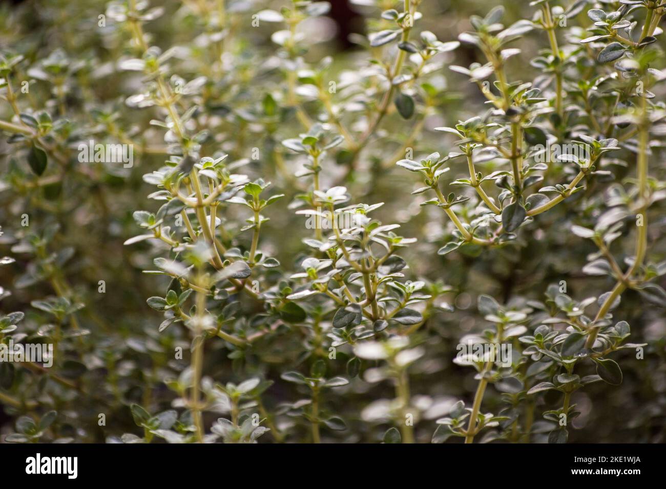 Thymus vulgaris herb plant thyme in a garden Stock Photo - Alamy