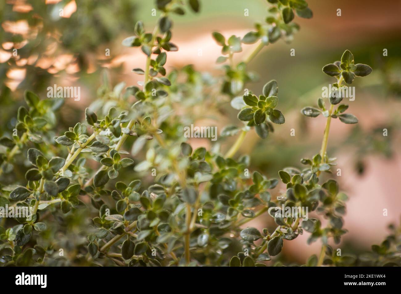 Thymus vulgaris herb plant thyme in a garden Stock Photo - Alamy