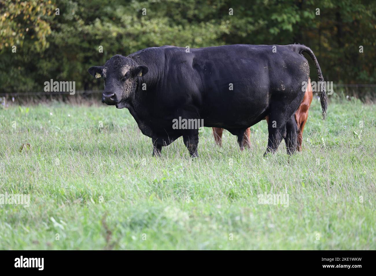 big strong black angus bull on a meadow with green grass Stock Photo ...
