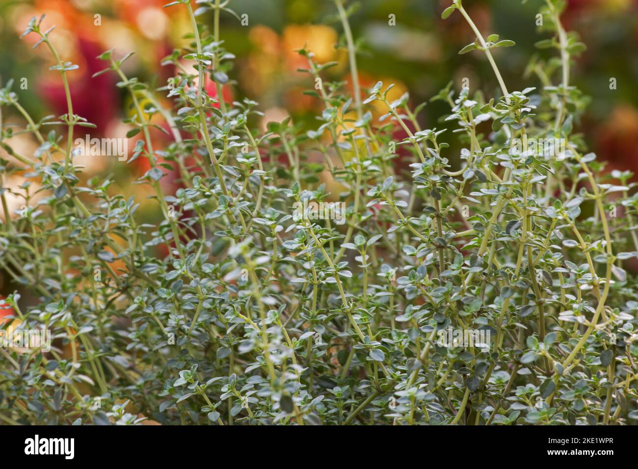Thymus vulgaris herb plant thyme in a garden Stock Photo - Alamy