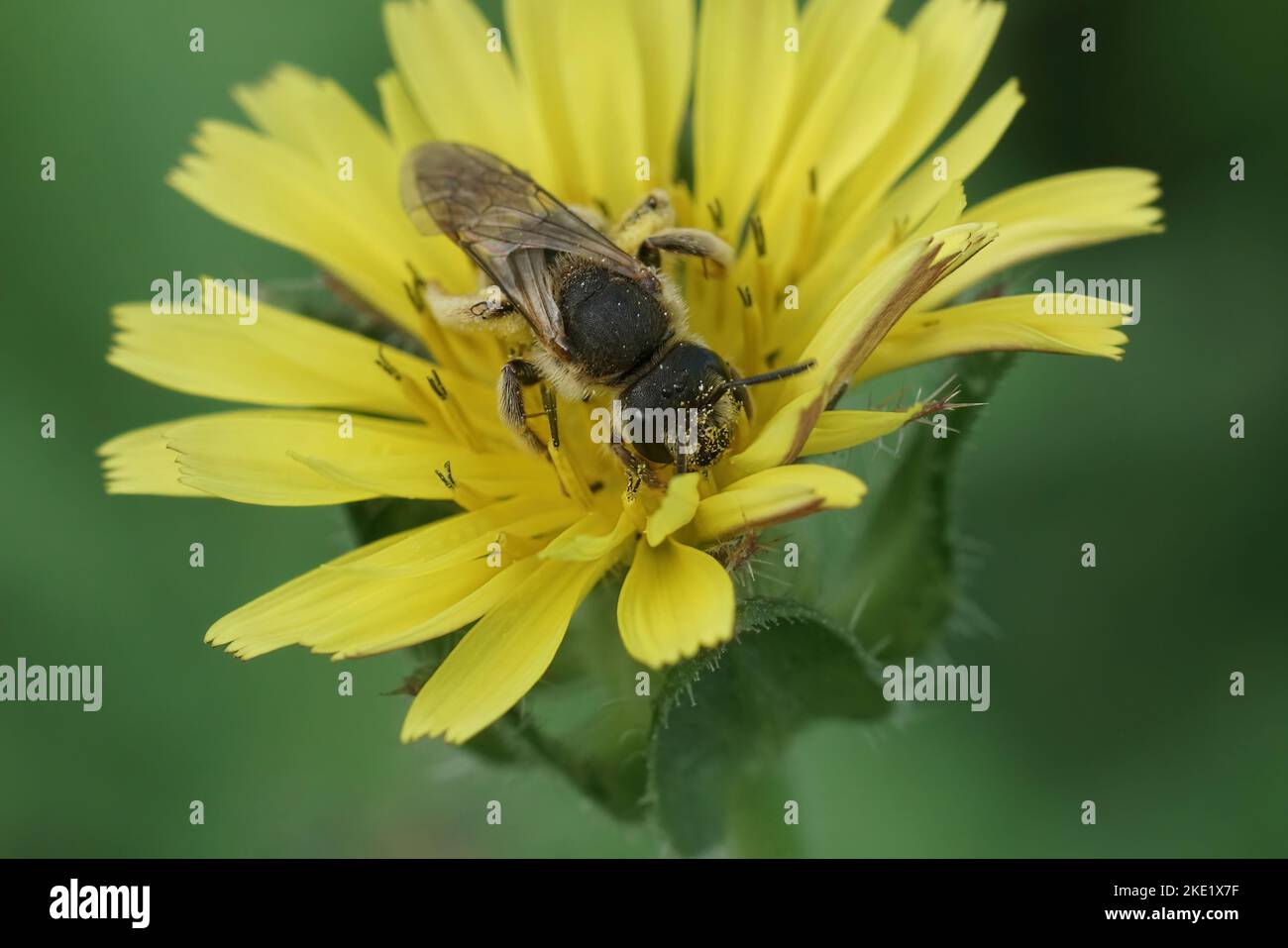 A closeup of female great banded furrow-bee pollinating yellow Mouse ...