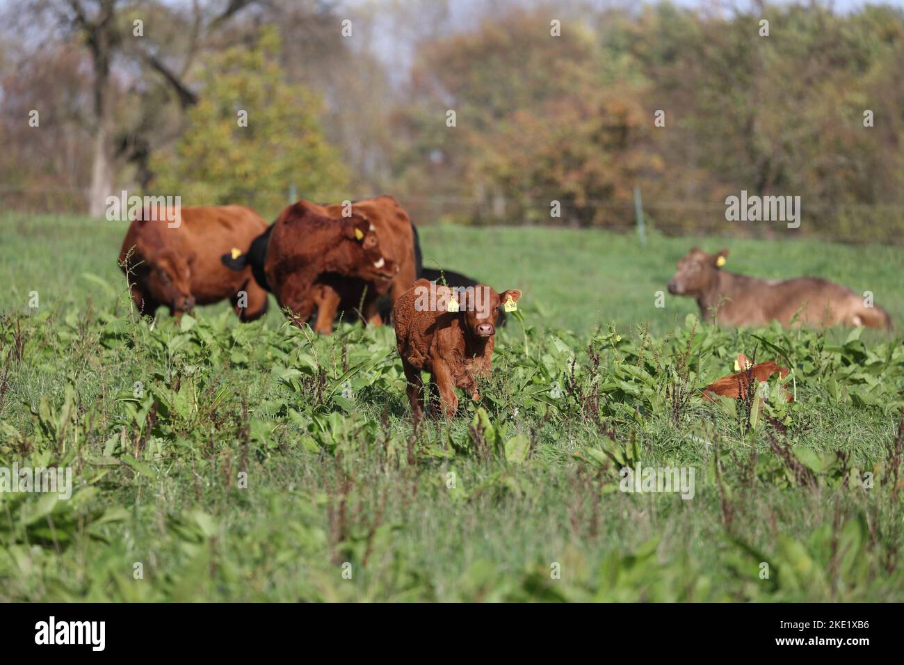 cute angus calf with mother cow on a meadow with green grass Stock ...