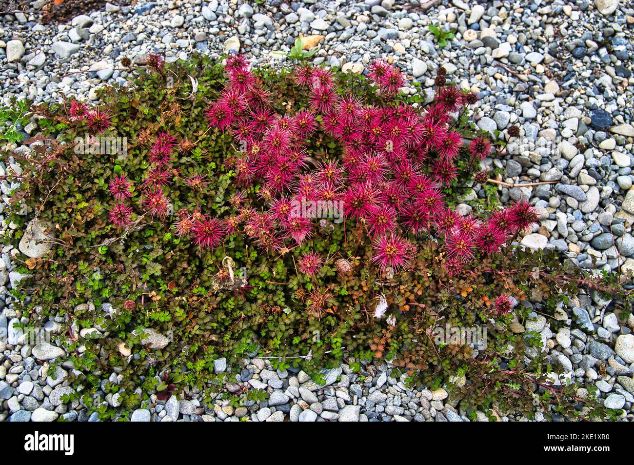 Family rosacea hi-res stock photography and images - Alamy