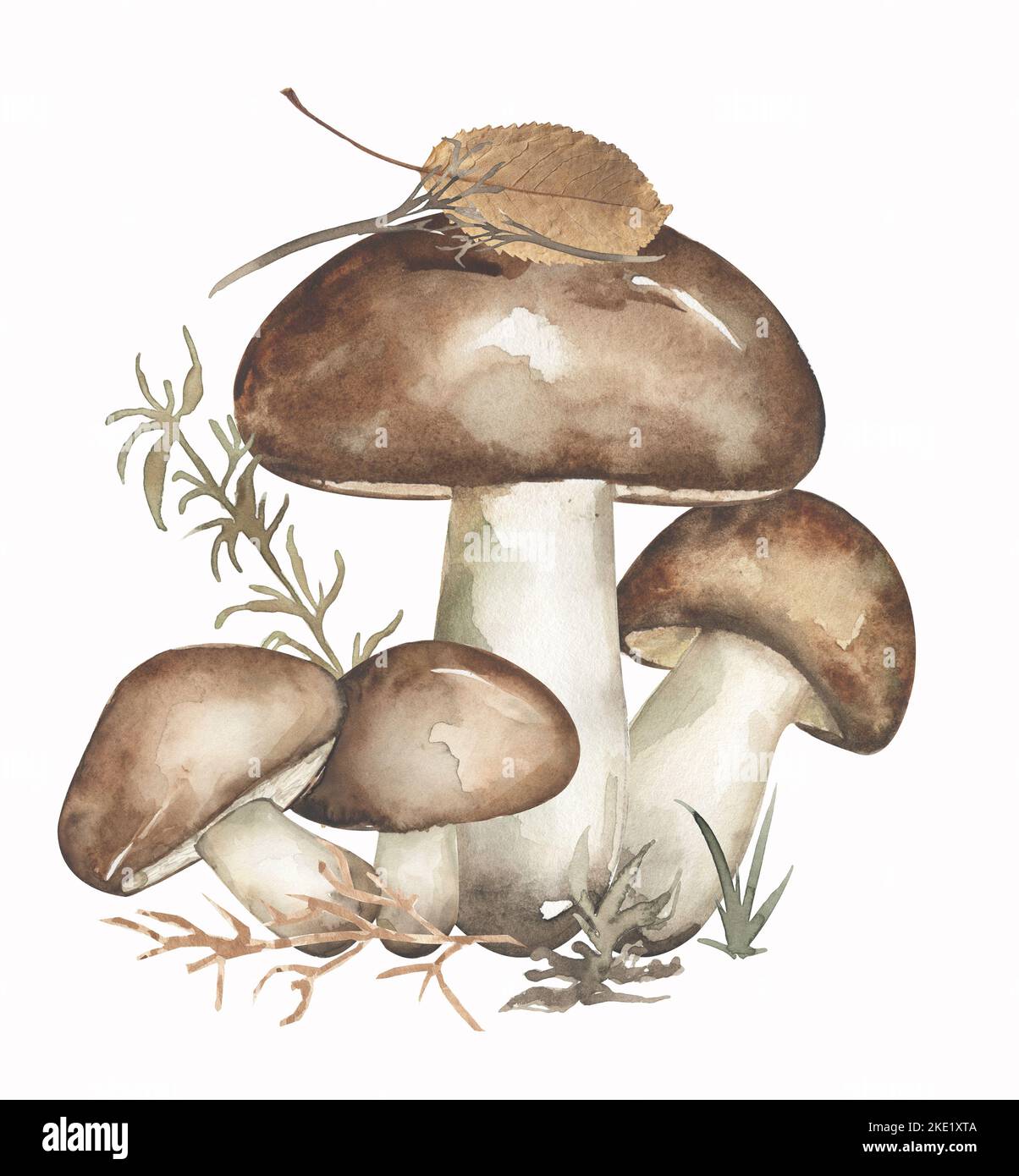 Fungi Clipart Growing