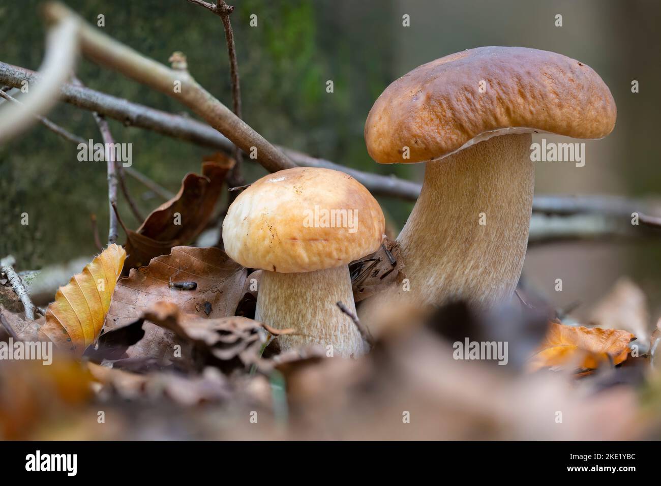 Funghiporcini hi-res stock photography and images - Alamy