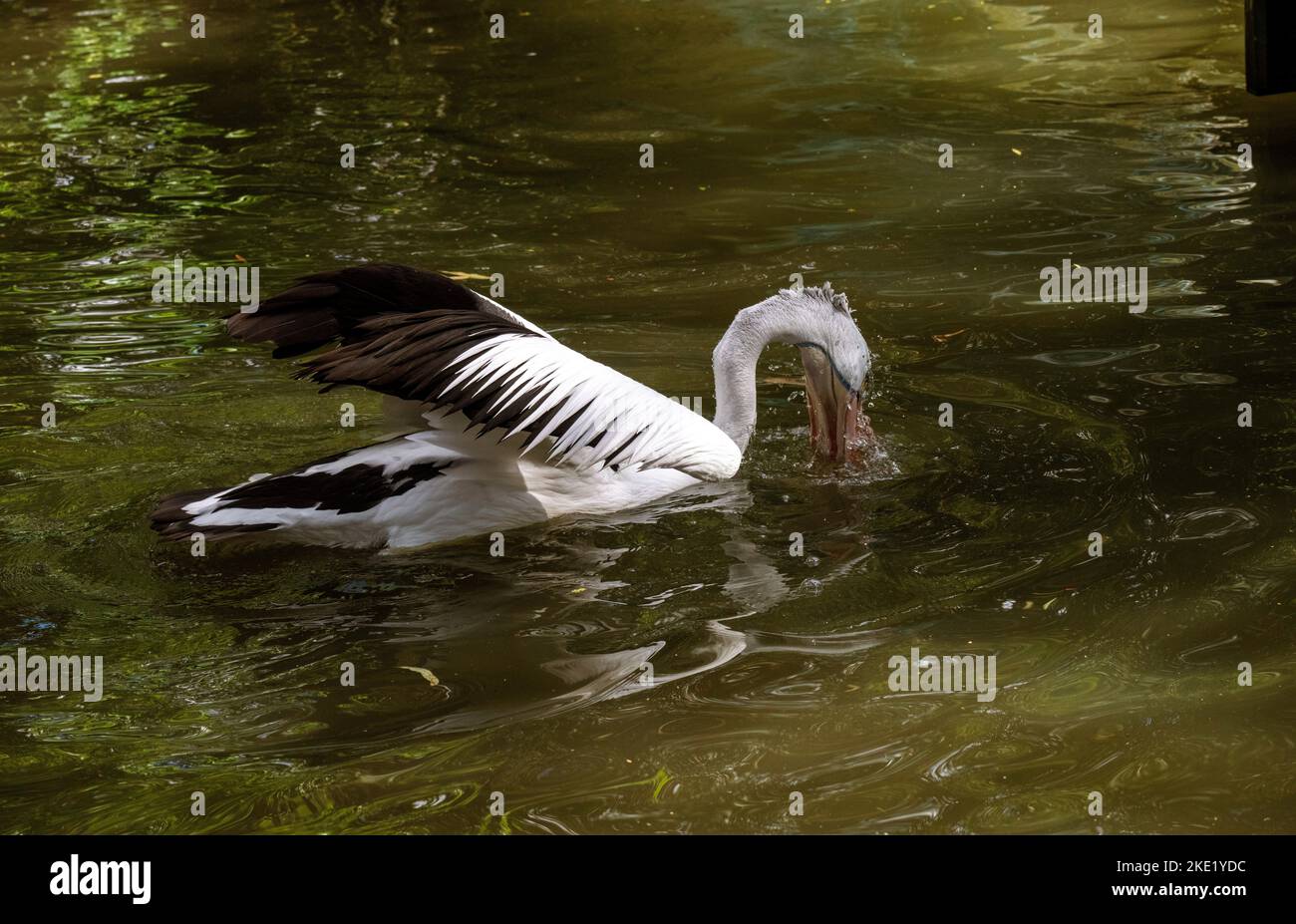 An Australian Pelican (Pelecanus conspicillatus) splashs down in water ...