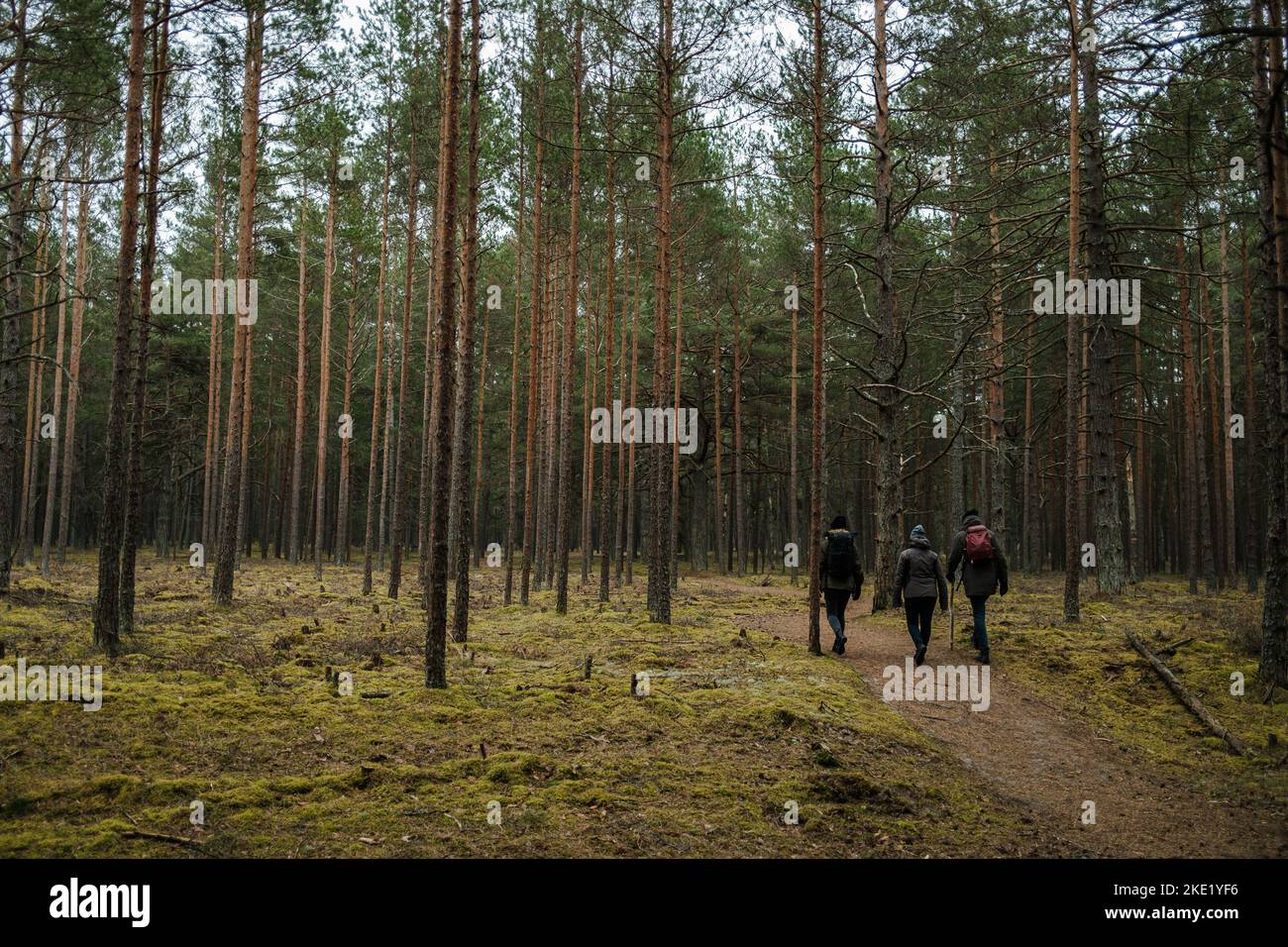 A tall pine trees in the forest with people walking on the pathway ...