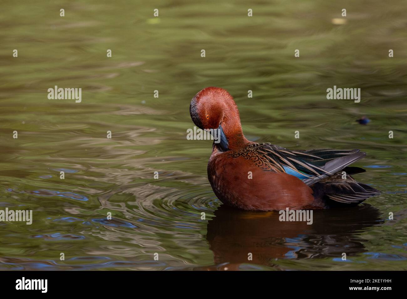 Cinnamon teal species duck hi-res stock photography and images - Alamy