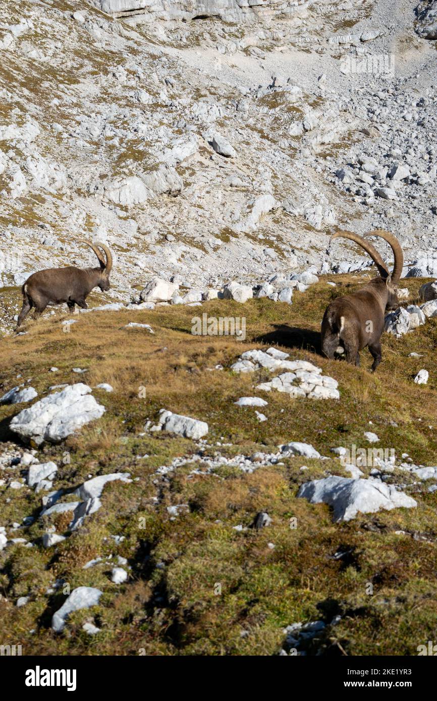 Alpine Ibex resting in the mountains in southern Europe Stock Photo - Alamy