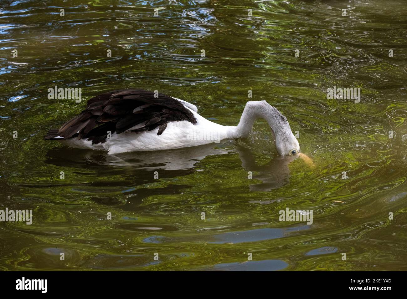 An Australian Pelican (Pelecanus conspicillatus) splashs down in water ...