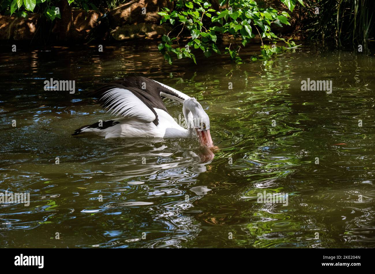An Australian Pelican (Pelecanus conspicillatus) splashs down in water ...