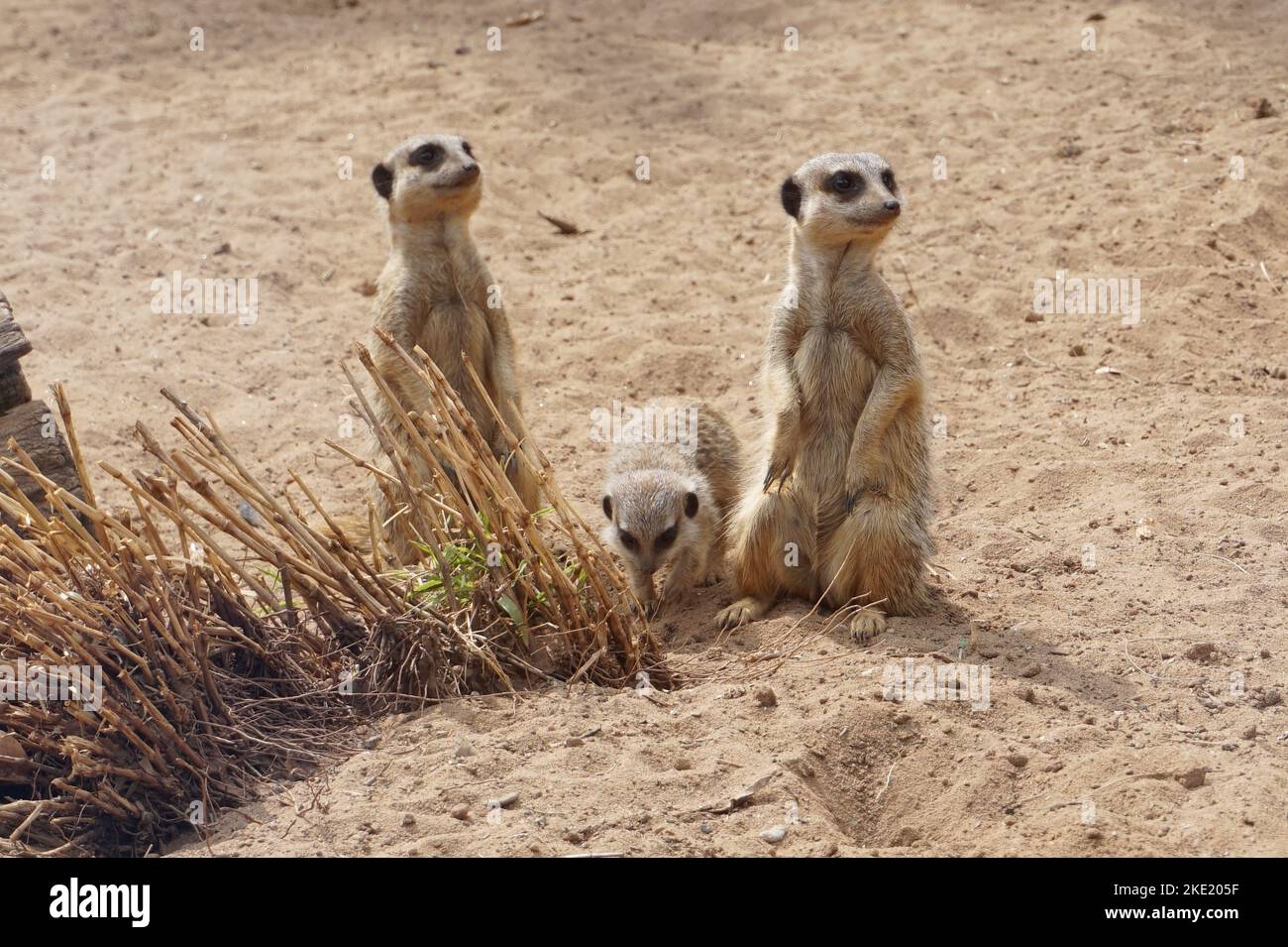 Suricata wallpaper hi-res stock photography and images - Alamy