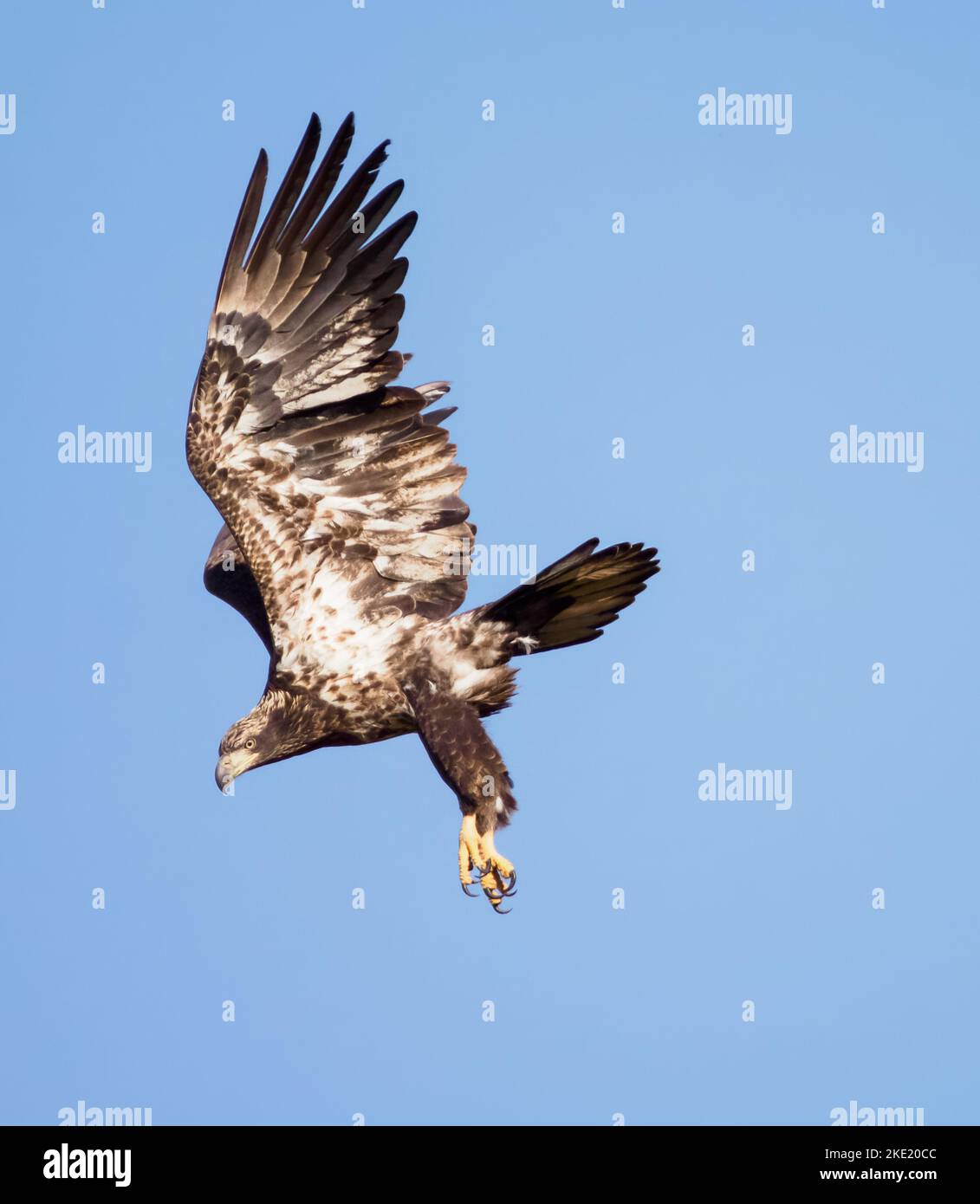 Majestic Juvenile Bald Eagle in flight from treetop, Summit State Park ...