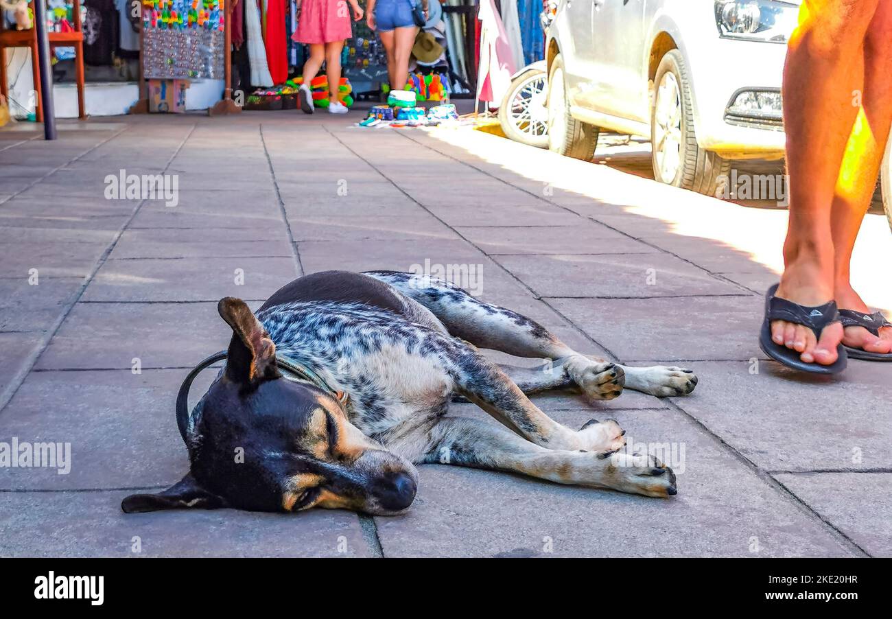 Stray dog sleeps and relaxes on the street in Zicatela Puerto Escondido ...