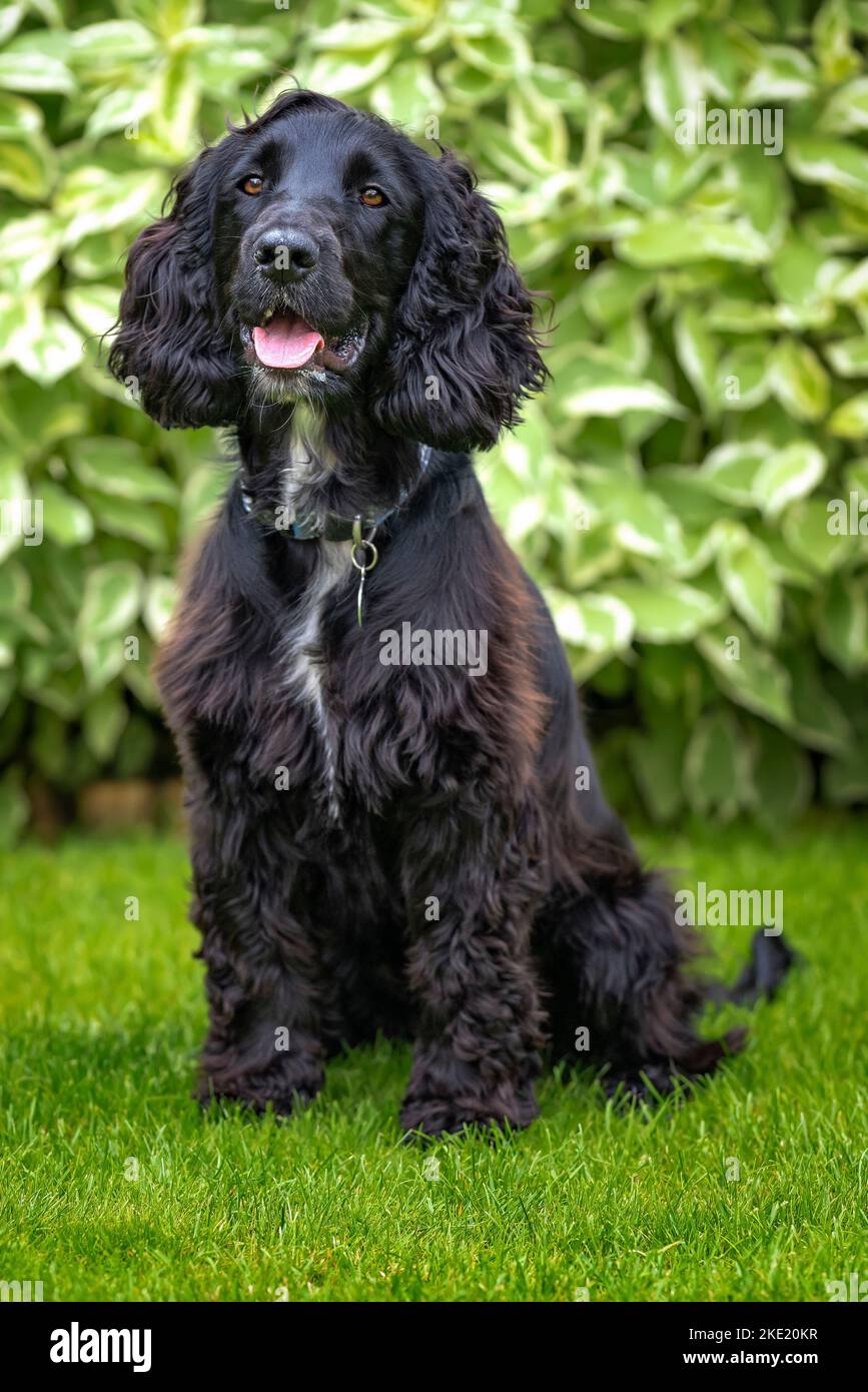 Black Working Cocker Spaniel sitting upright looking directly at the ...