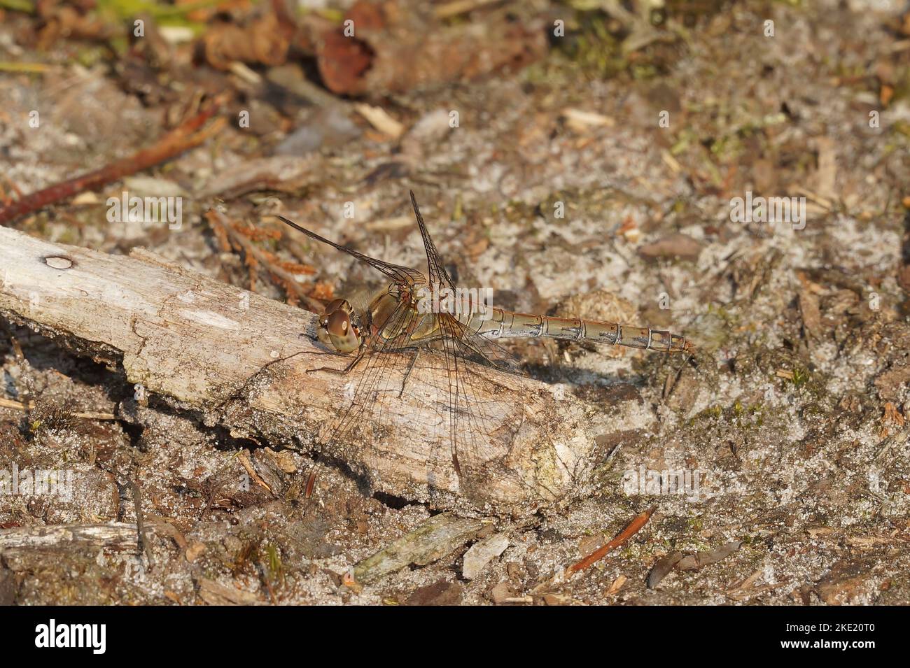 A shallow focus shot of Common darter dragonfly on wooden log Stock ...