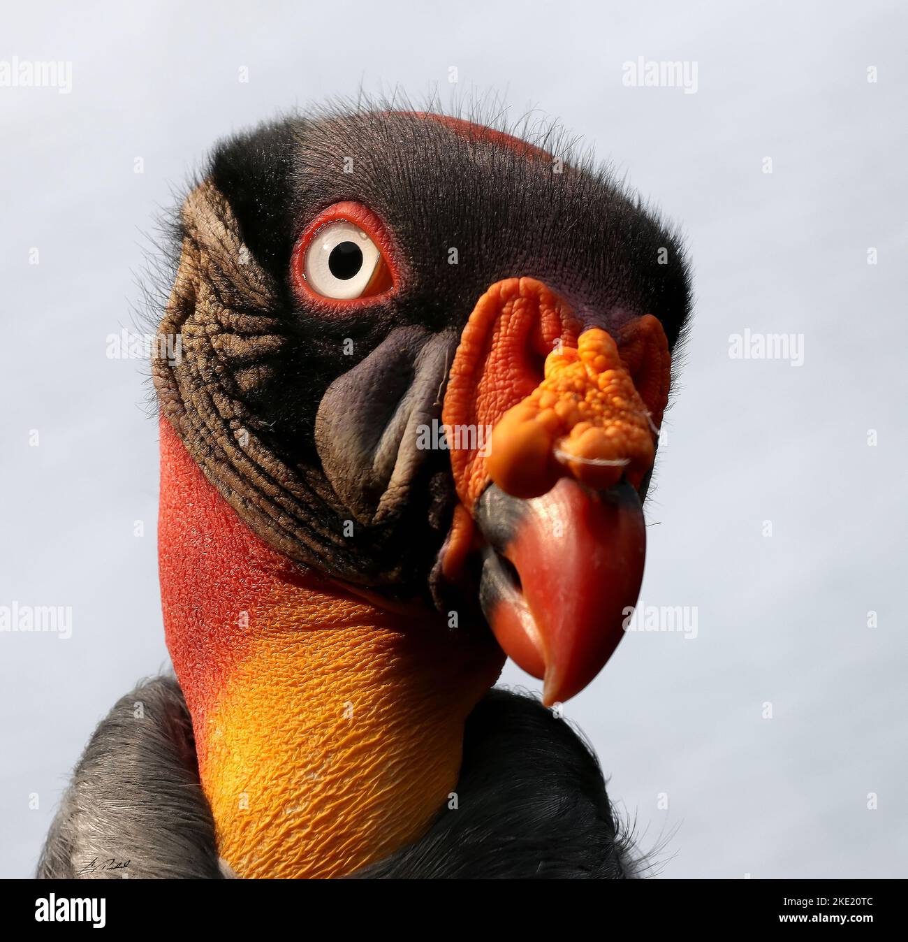 A closeup shot of a King vultures head with many colors Stock Photo - Alamy