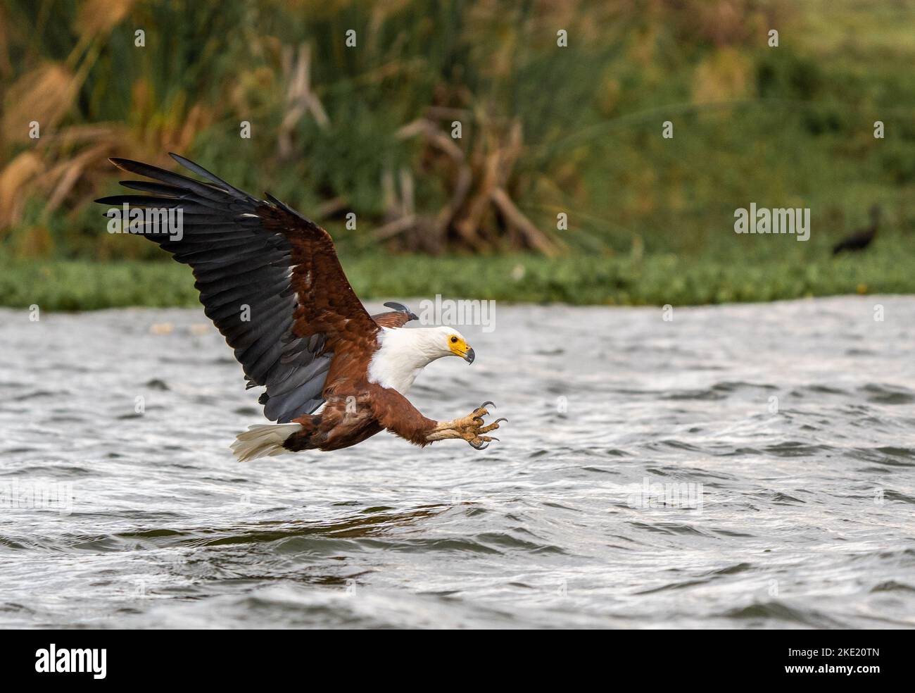 A sea eagle flying over water Stock Photo - Alamy