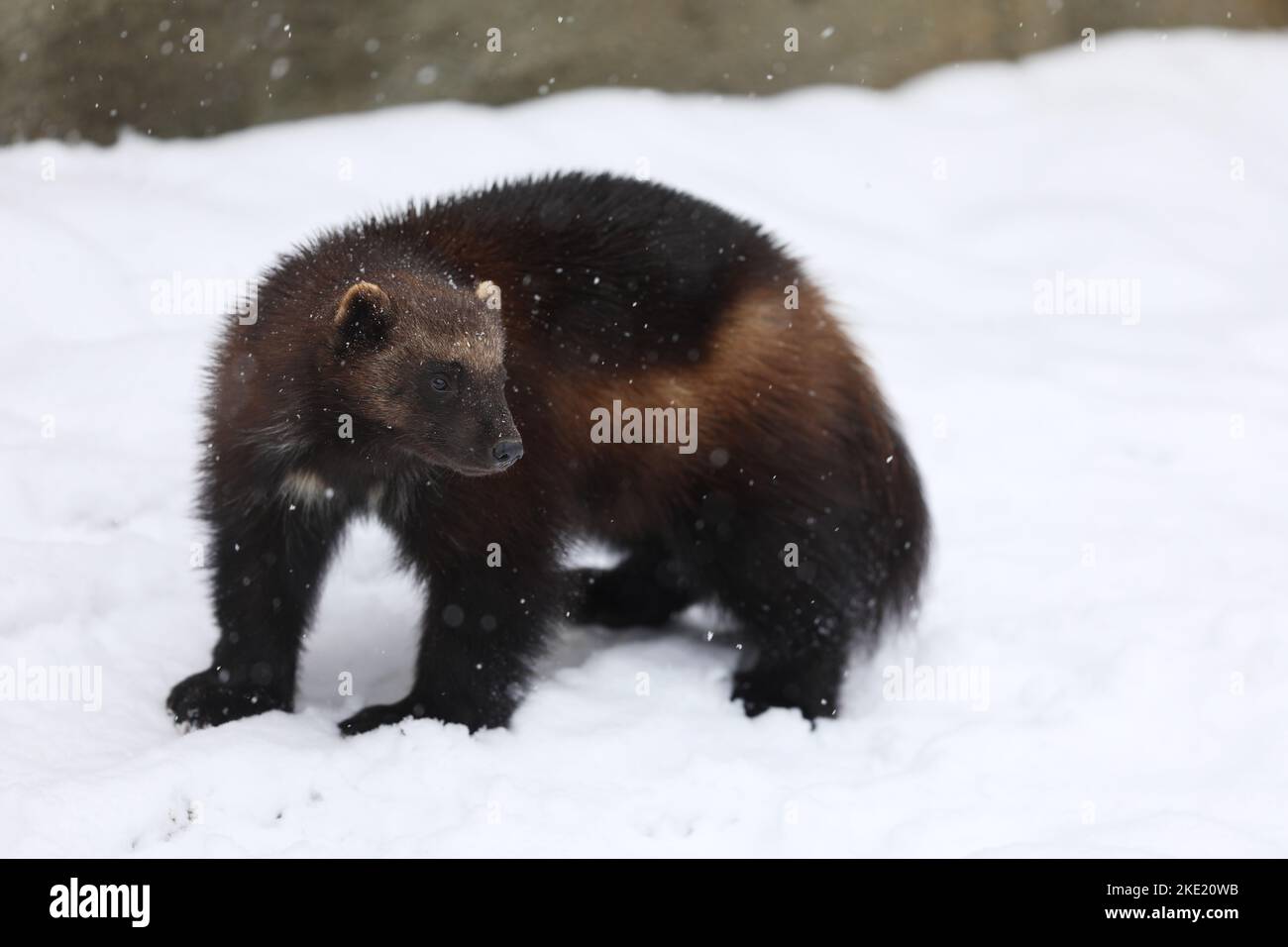 Wolverine glutton carcajou gulo gulo hi-res stock photography and ...