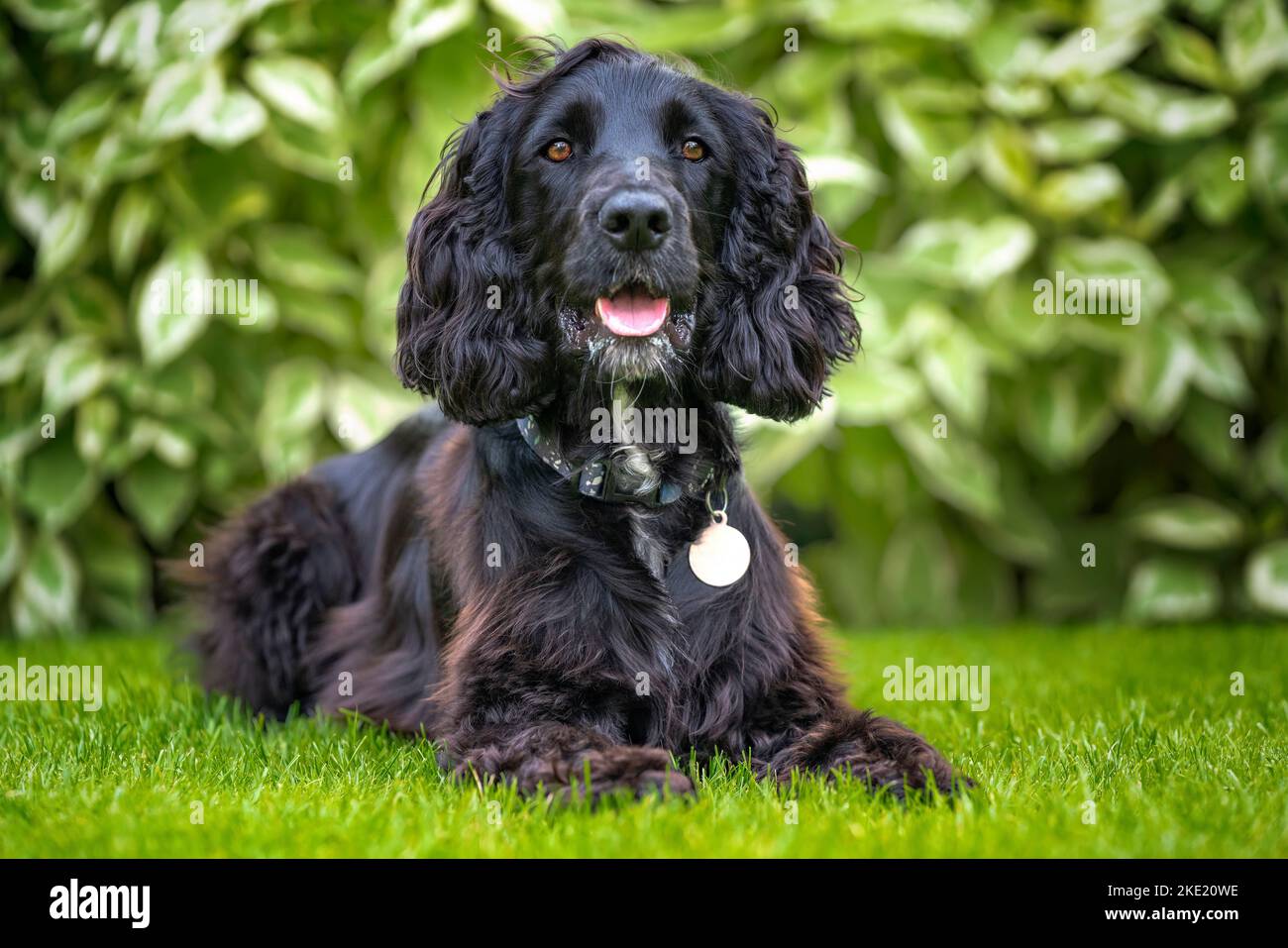 Black Working Cocker Spaniel laying down looking directly at the camera ...