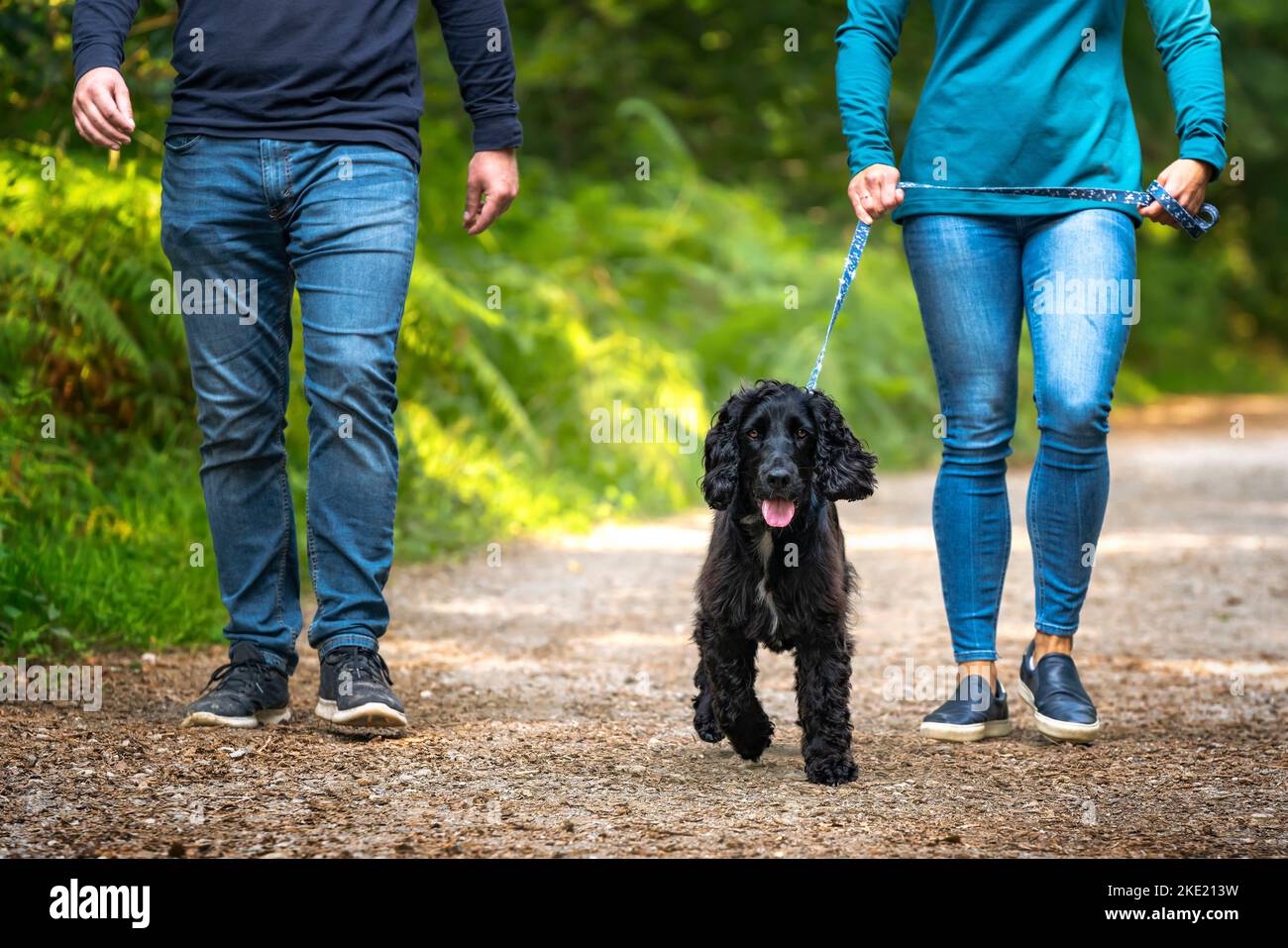 Black Working Cocker Spaniel walking with his obscured owners with a ...