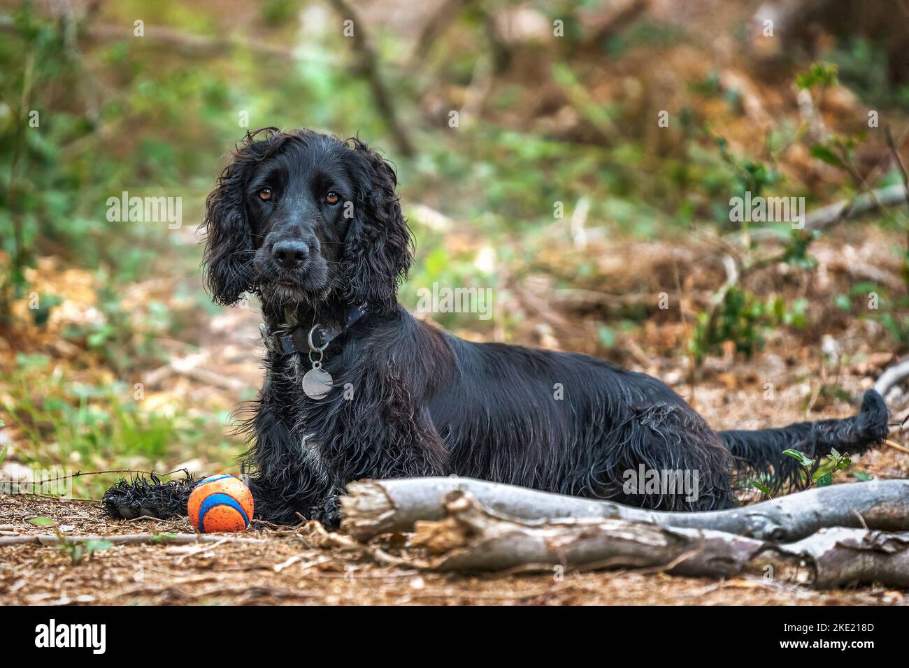 Black Working Cocker Spaniel laying down with his ball looking directly ...