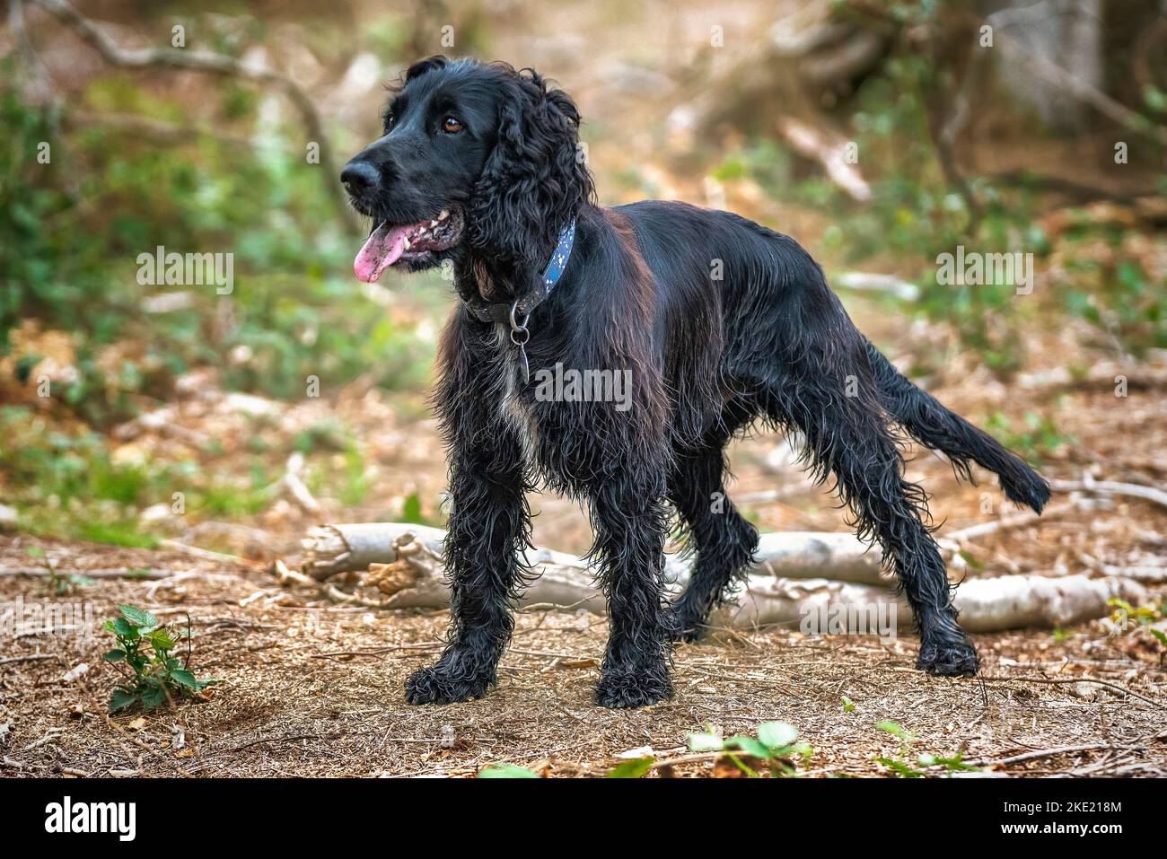 Black Working Cocker Spaniel standing up looking away - ready to play ...