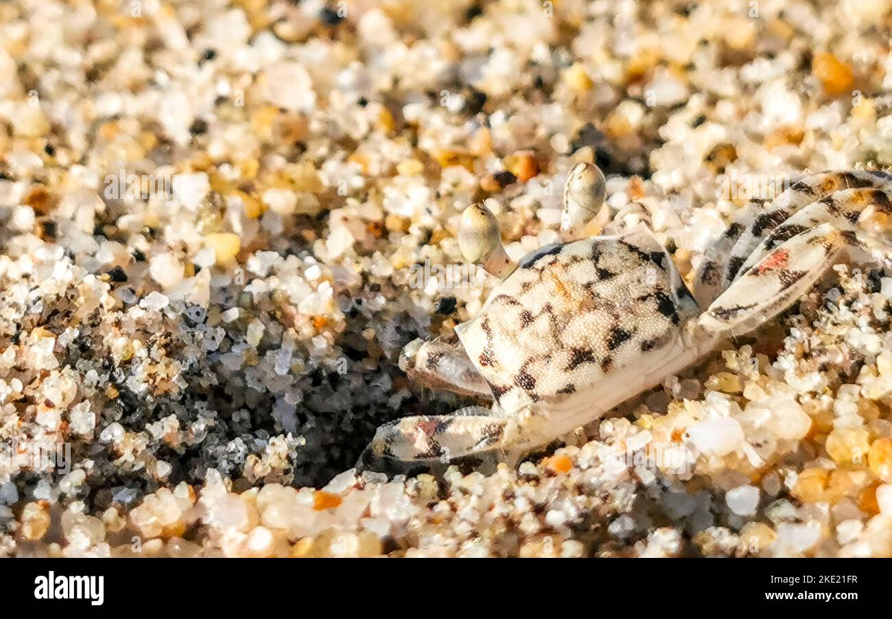 Tiny sand crab beach crab run and dig around on the beach sand in Zicatela Puerto Escondido ...