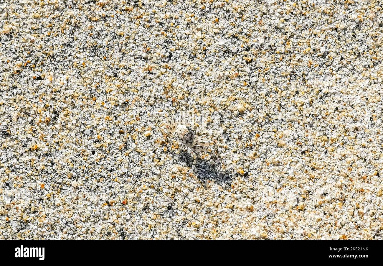 Tiny sand crab beach crab run and dig around on the beach sand in ...