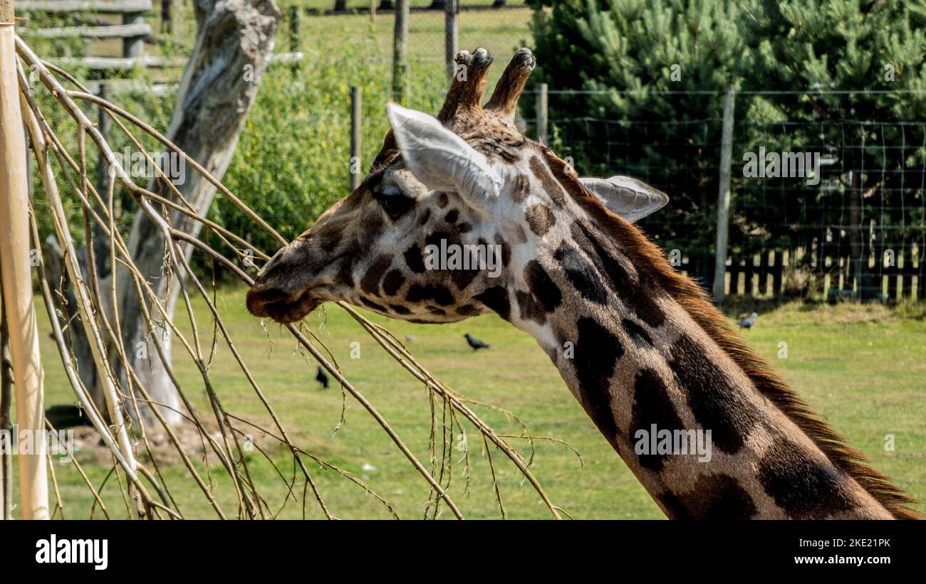 A giraffe standing in greenery field Stock Photo - Alamy