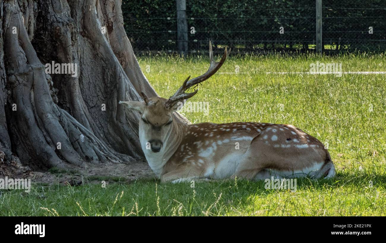 Wildlife deer lying near hi-res stock photography and images - Alamy