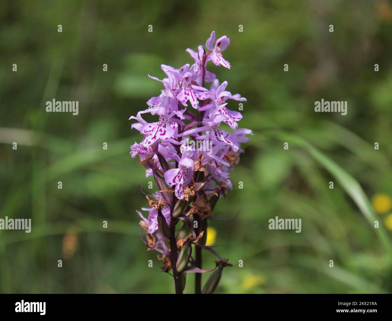 Ķemeri National Park (Republic of Latvia Stock Photo - Alamy