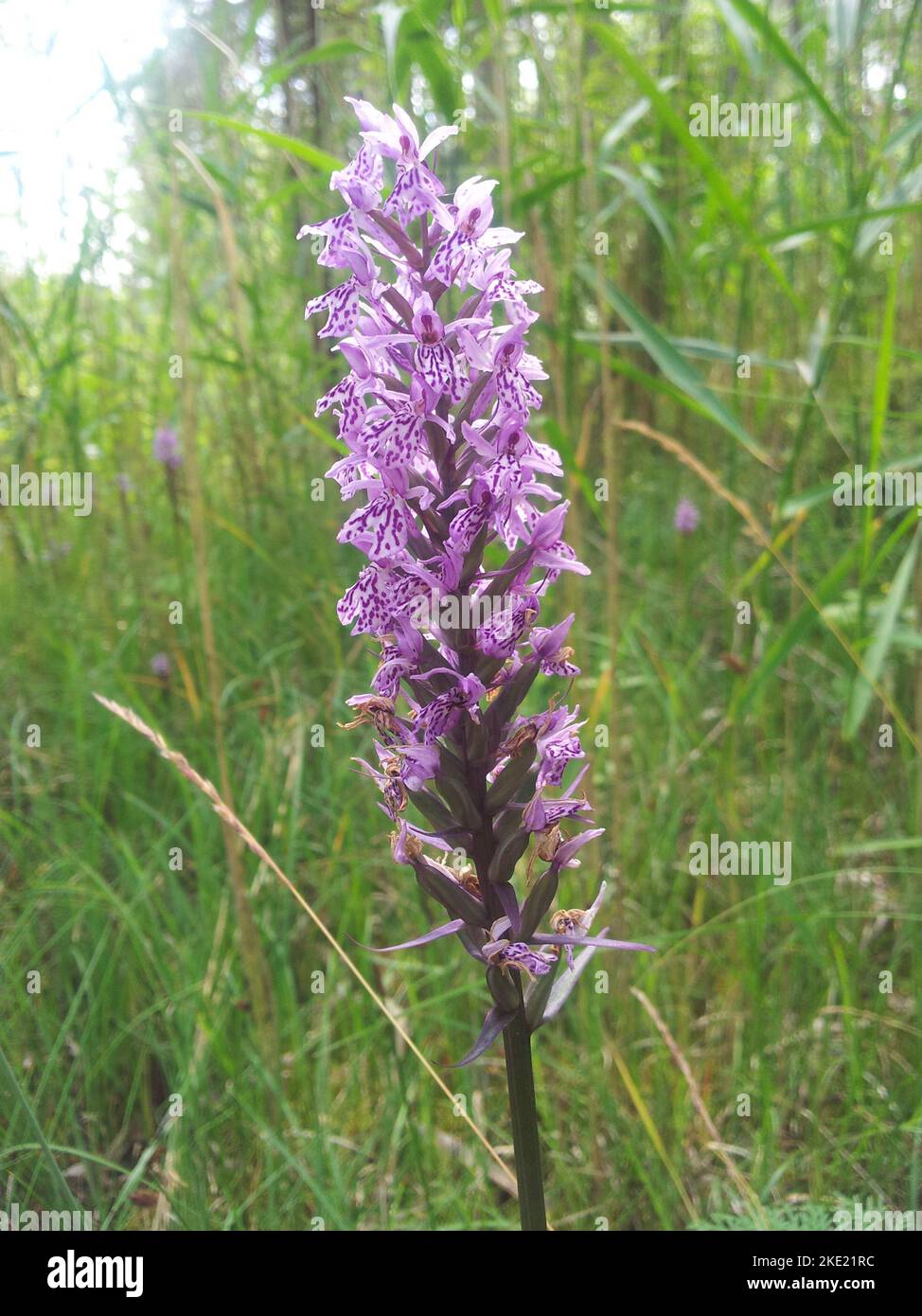 Ķemeri National Park (Republic of Latvia Stock Photo - Alamy