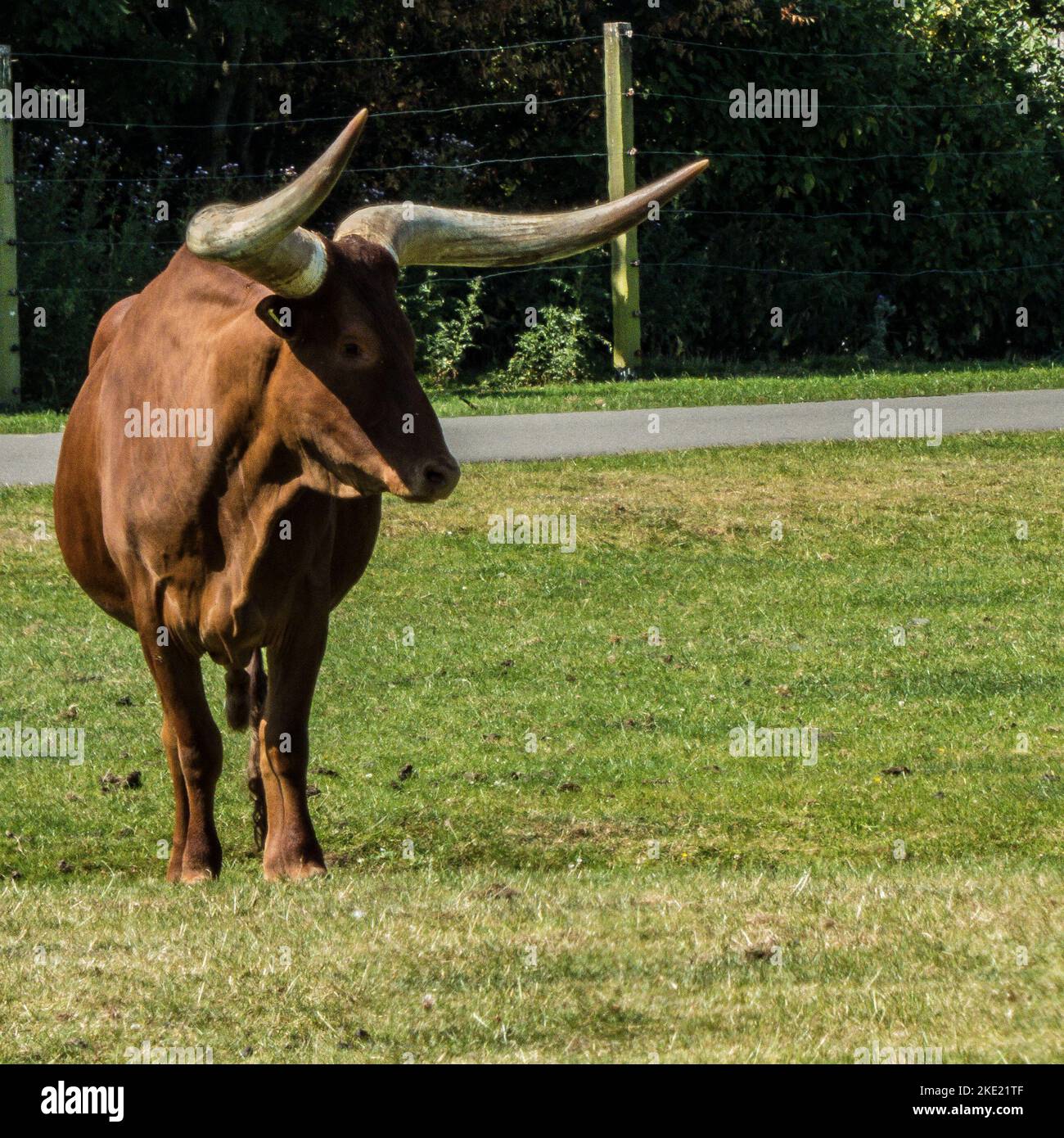 A brown bull standing in greenery field Stock Photo - Alamy