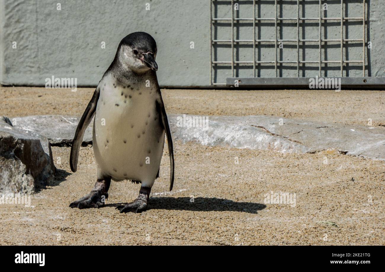 A penguin standing in front of wall Stock Photo - Alamy