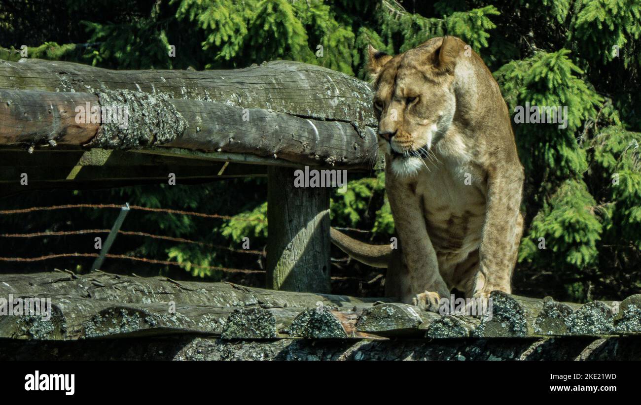 Female lion standing on hi-res stock photography and images - Alamy