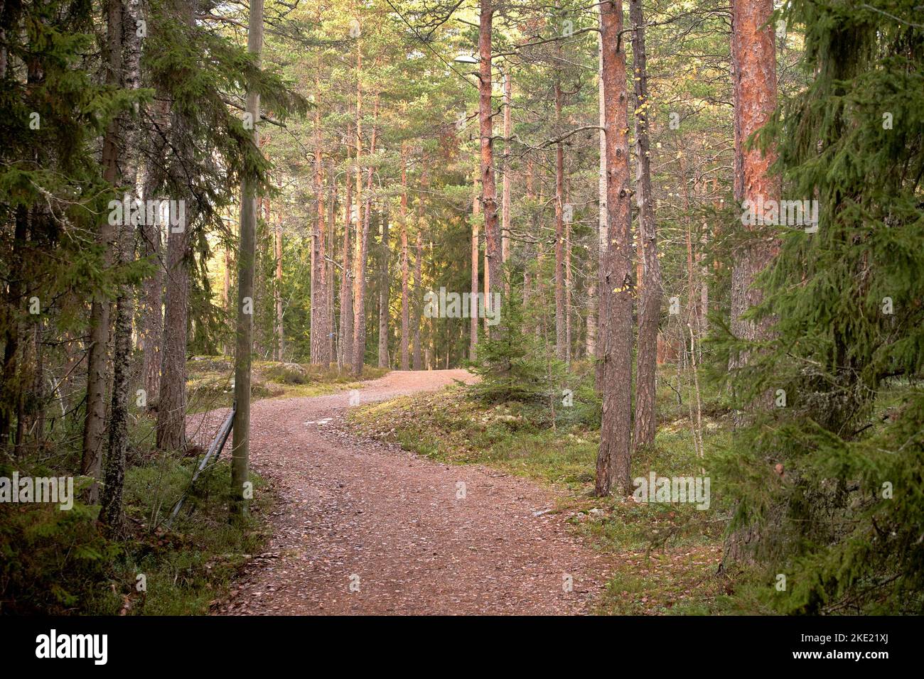 Trail covered with dense vegetation hi-res stock photography and images ...