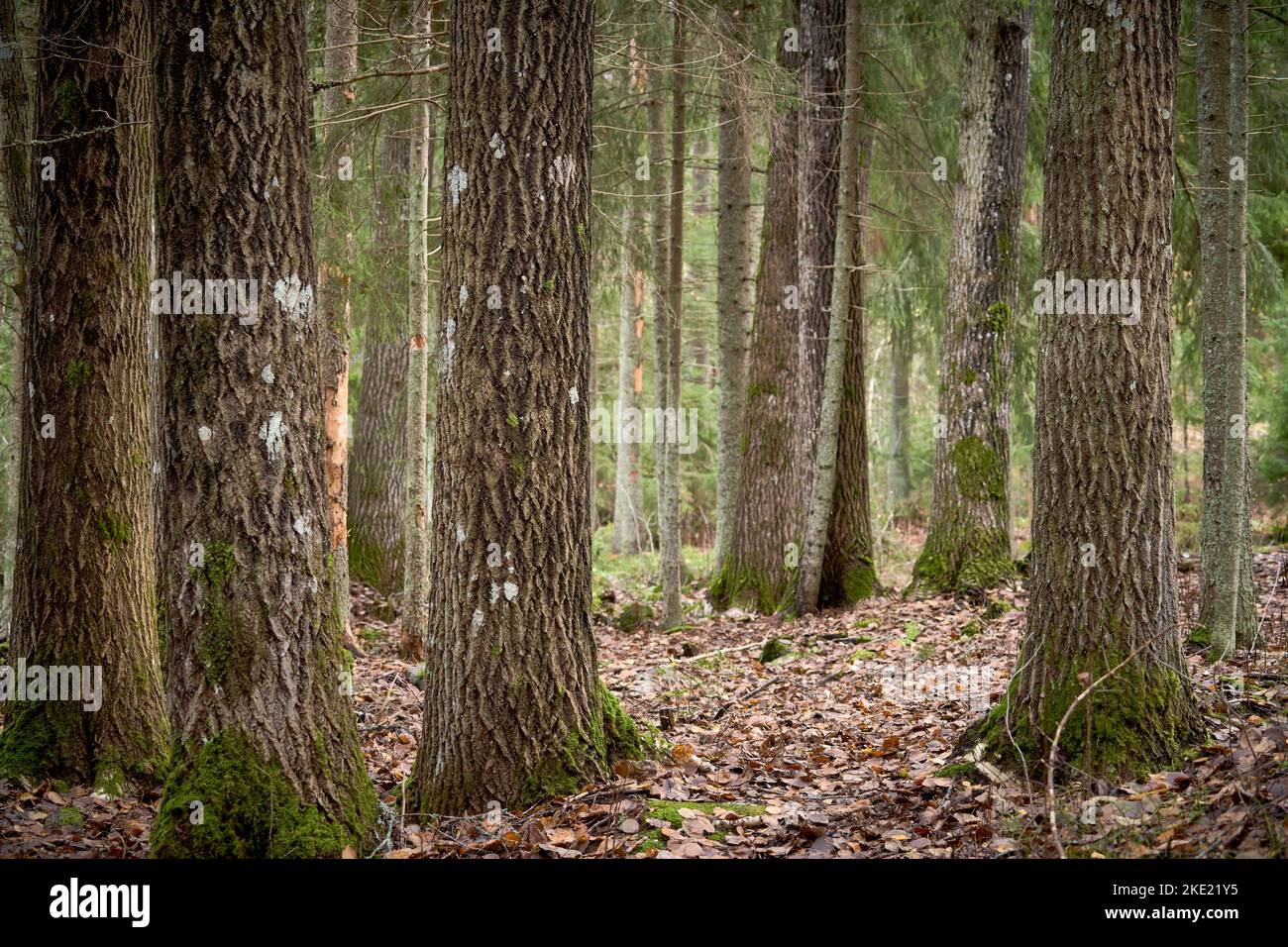 A dense forest trail will tall trunks surrounded by autumn foliage ...