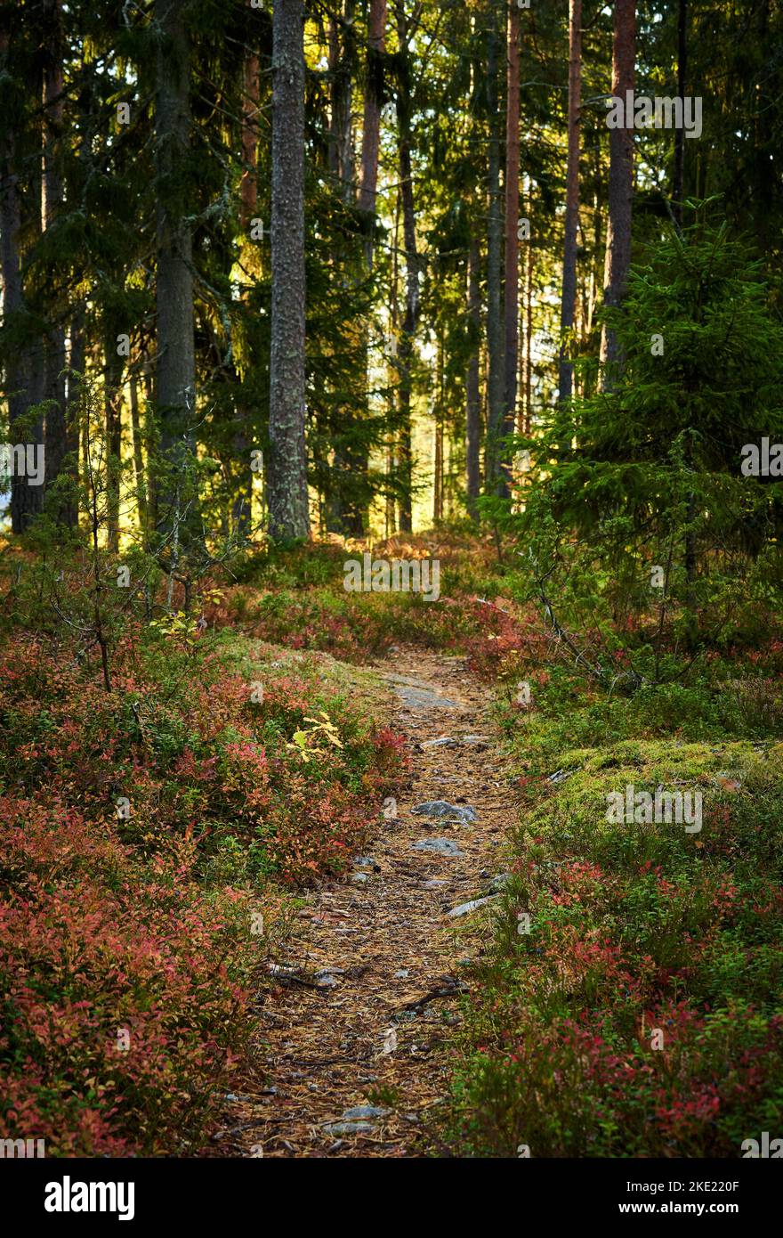 A vertical of a scenic forest trail leading through tall trees ...
