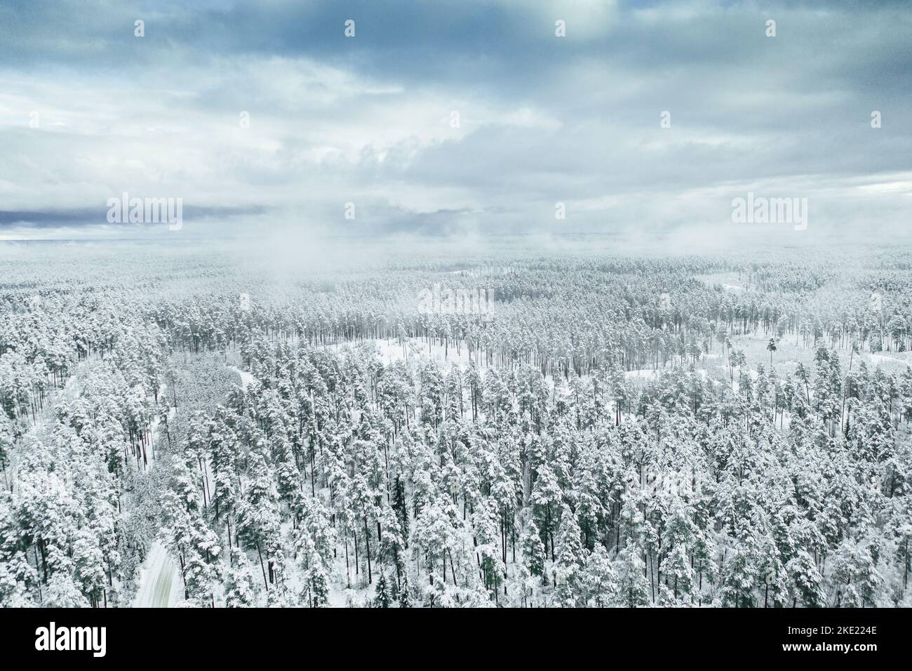 A beautiful winter landscape with a snowy forest against the background ...