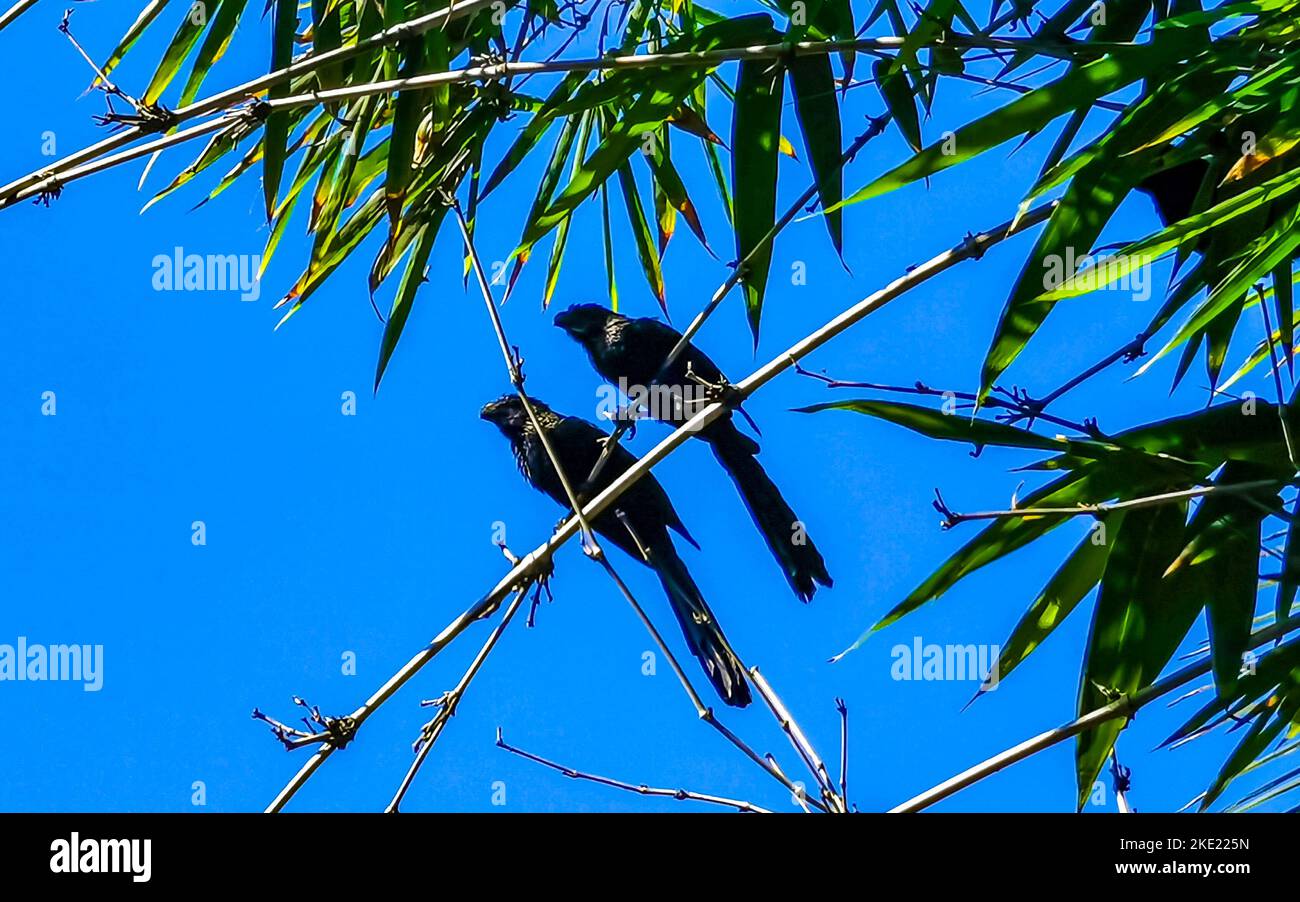 Black crows and corvids sitting on branch with blue sky background in ...